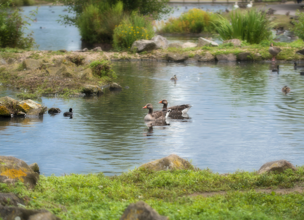 Animal Control & Wildlife Assistance - Longmont Small Animal Hospital ...