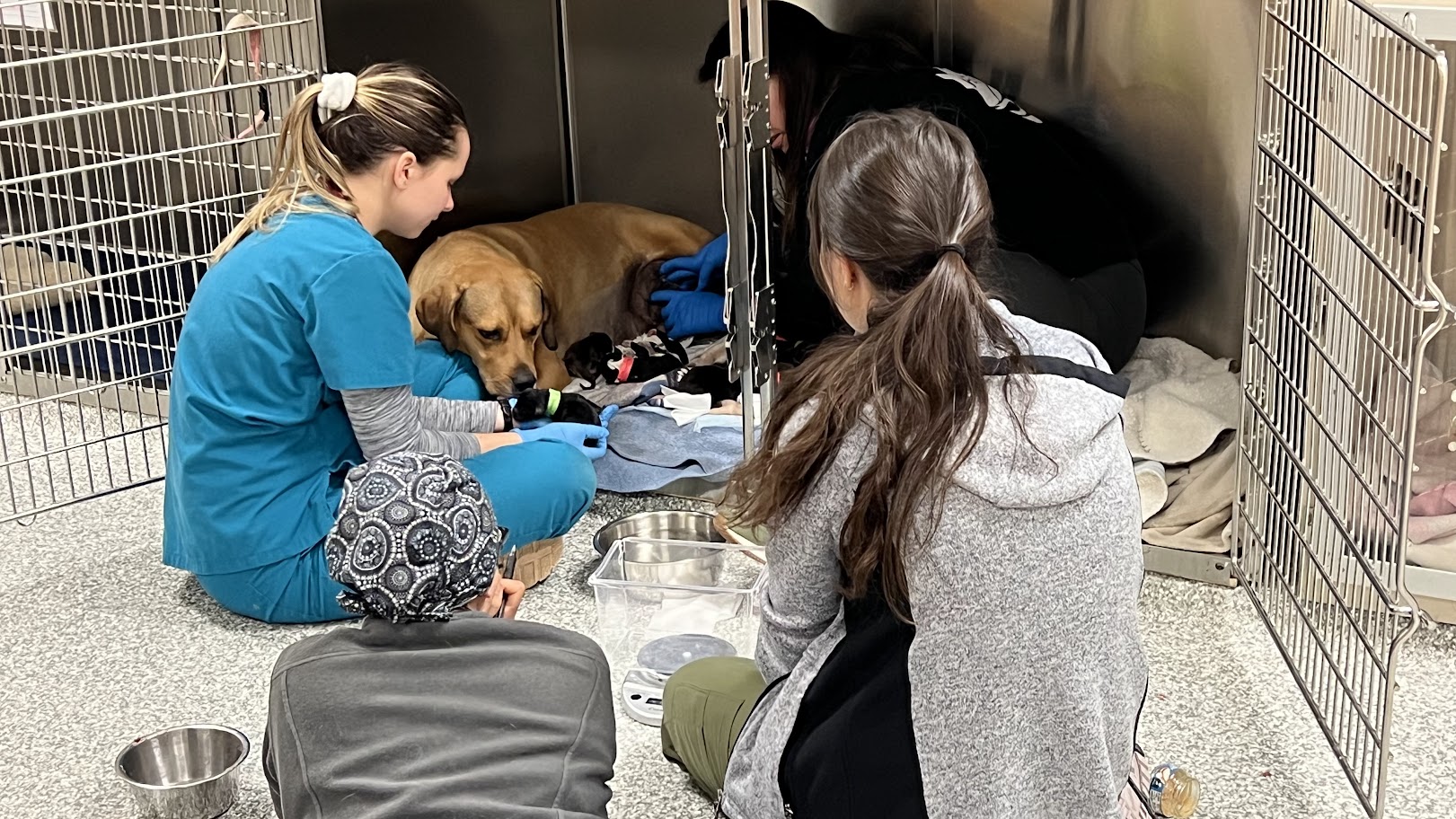 Urgent Care - Longmont Small Animal Hospital | Same-Day Veterinary ...